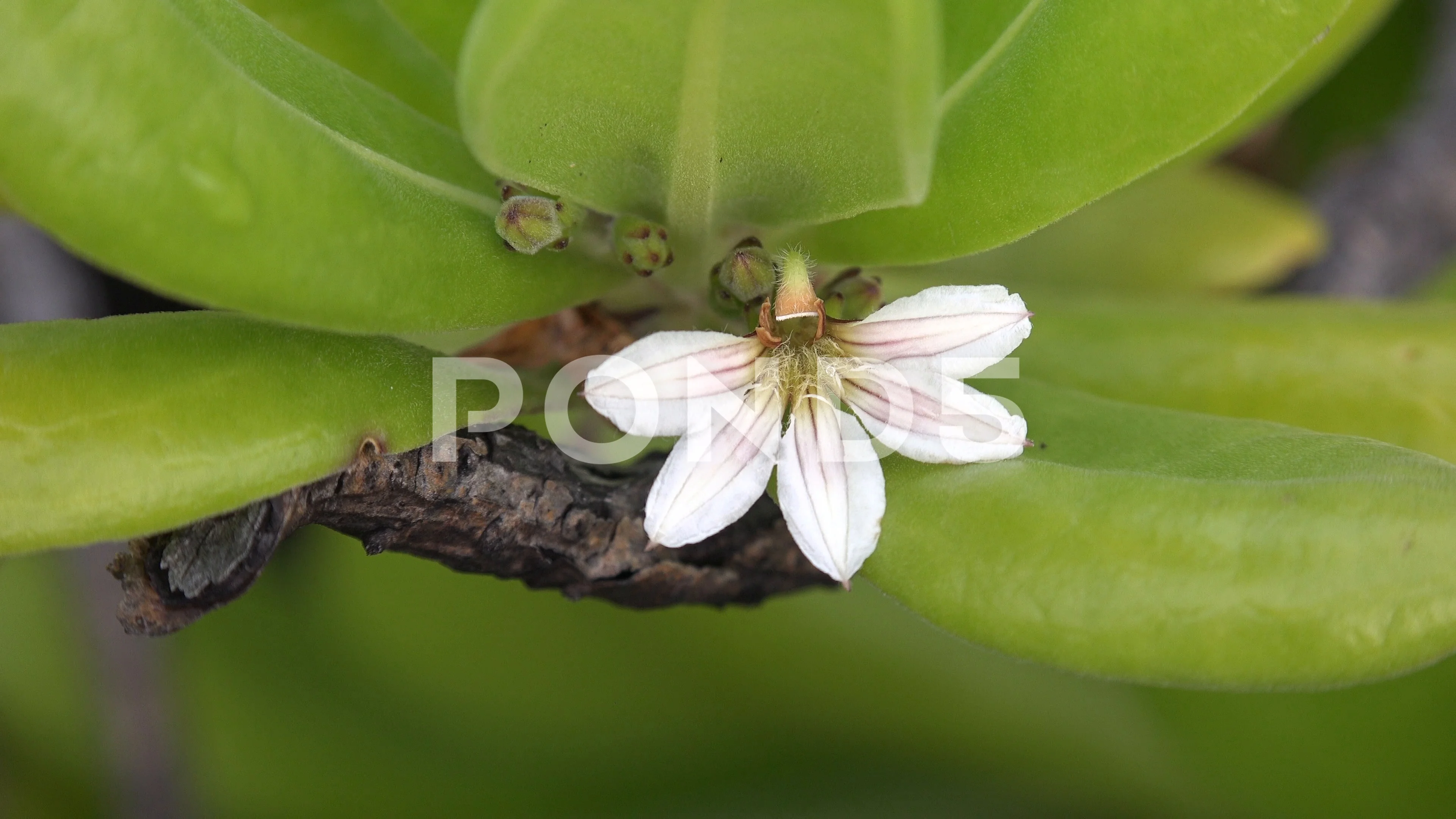 Hawaiian Half Flower | Best Flower Site