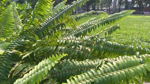 Closeup scene of fern tree in the centra... | Stock Video | Pond5
