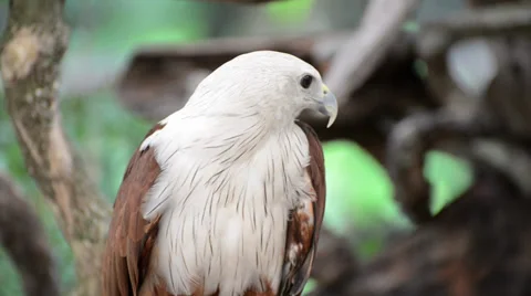 closeup scene of hawk, the powerful pred... | Stock Video | Pond5