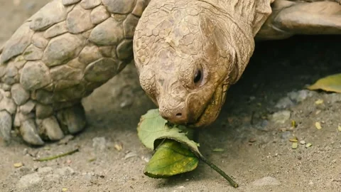 closeup scene of hungry tortoise eating ... | Stock Video | Pond5