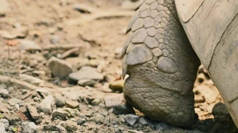 closeup scene of tortoise‘s leg | Stock Video | Pond5