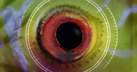 Closeup sequence of different animals ey... | Stock Video | Pond5