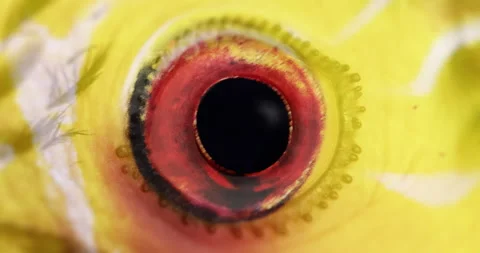 Closeup sequence of different animals ey... | Stock Video | Pond5