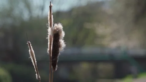 Cotton Candy Shots Stock Videos – Royalty-Free HD & 4K Videos | Pond5