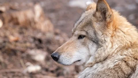 A closeup shot of a gray wolf having a r... | Stock Video | Pond5