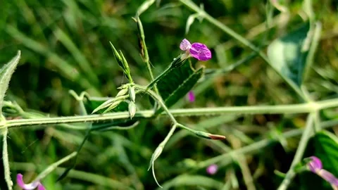 Closeup Shot Of Kakjangha Ayurvedic Medi... | Stock Video | Pond5