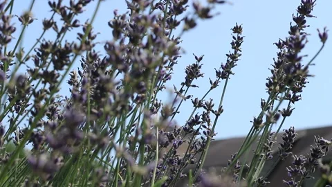 Closeup shot of Lavender flowers waving ... | Stock Video | Pond5