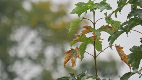 Closeup shot of leaves waving in the win... | Stock Video | Pond5