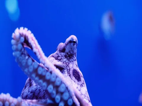 Giant Squid Stock Video Footage | Royalty Free Giant Squid Videos | Pond5