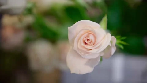 closeup shot of one pinky flower.mp4 | Stock Video | Pond5
