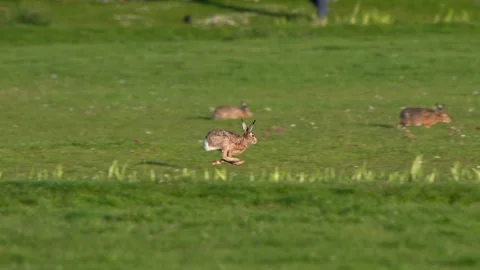 Closeup shot of a rabbit running on a gr... | Stock Video | Pond5
