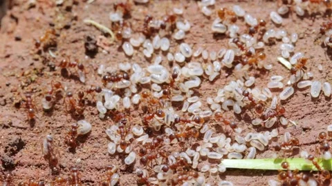 A closeup shot of red ants with larvae | Stock Video | Pond5