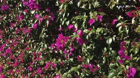 Closeup Sliding Along Solid Hedge of Pur... | Stock Video | Pond5