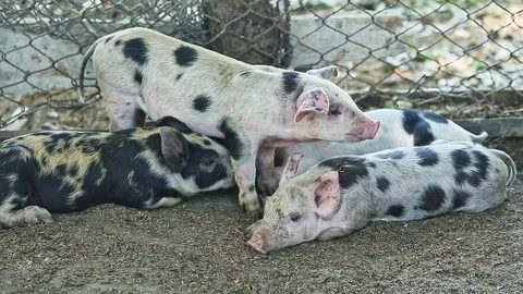 Spotted Hog Breeds Stock Videos – Royalty-Free HD & 4K Videos