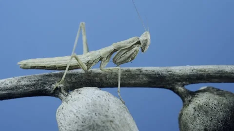 Closeup of small praying mantis sits on ... | Stock Video | Pond5