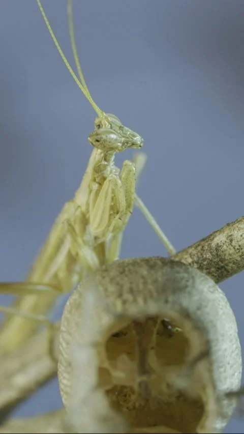 Closeup of small praying mantis sits on ... | Stock Video | Pond5