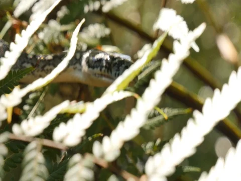 Snake Eyes Stock Footage ~ Royalty Free Stock Videos | Pond5