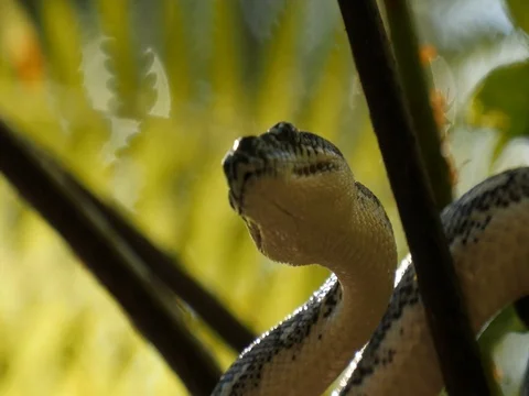 Snake Eyes Stock Videos – Royalty-Free HD & 4K Videos | Pond5