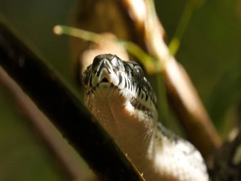 Pit Organ Stock Footage ~ Royalty Free Stock Videos | Pond5