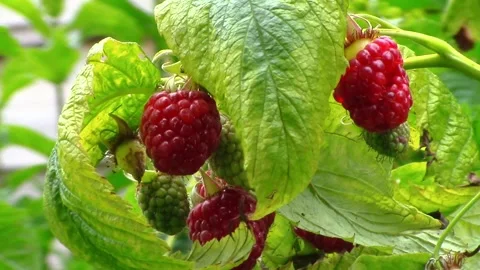 Blowing A Raspberry Stock Footage ~ Royalty Free Stock Videos | Pond5