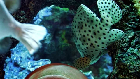 Closeup of spotted tropical fish swimmin... | Stock Video | Pond5