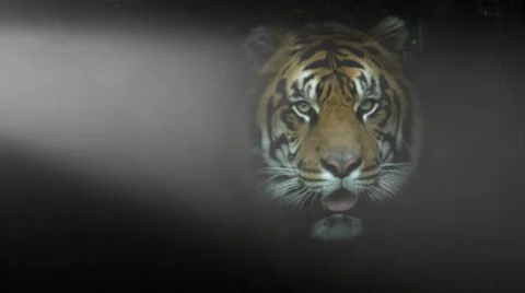 Closeup of a tiger with dramatic lightin... | Stock Video | Pond5