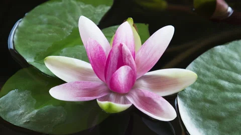 Lotus Flower Opening Stock Footage ~ Royalty Free Stock Videos | Pond5