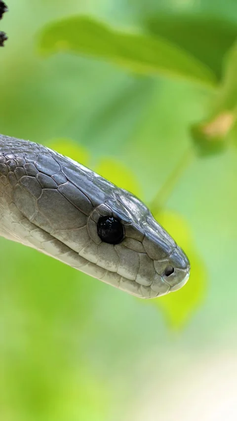 Snake Mouth People Stock Videos – Royalty-Free HD & 4K Videos