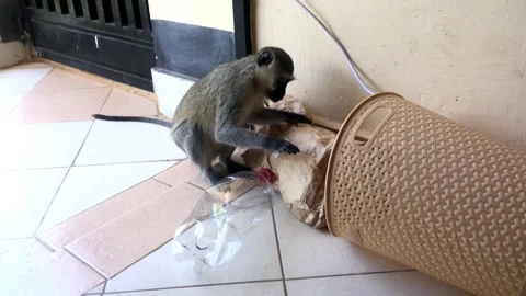 Closeup Vervet Monkey Searching Trash Ca... | Stock Video | Pond5