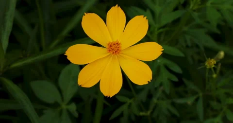 Closeup of a vibrating Sulfur cosmos flo... | Stock Video | Pond5