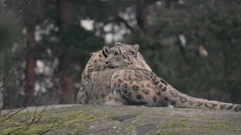 Couple Hugging In Snow Stock Footage ~ Royalty Free Stock Videos | Pond5