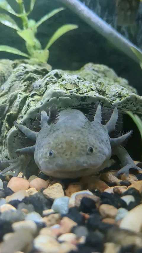 Closeup view of a cute Axolotl in the aq... | Stock Video | Pond5