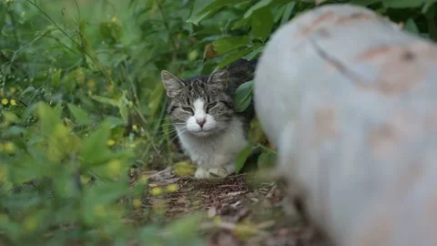 Lie Tr Stock Videos – Royalty-Free HD & 4K Videos