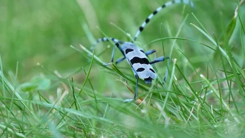 Rosalia In 4K Stock Videos – Royalty-Free HD & 4K Videos | Pond5