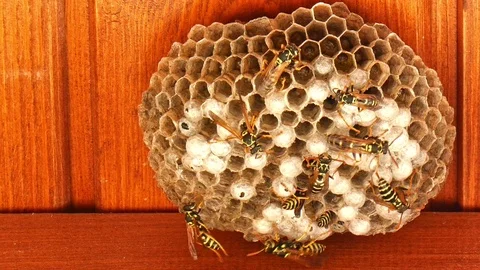 Closeup of wasps feeding baby wasps in h... | Stock Video | Pond5