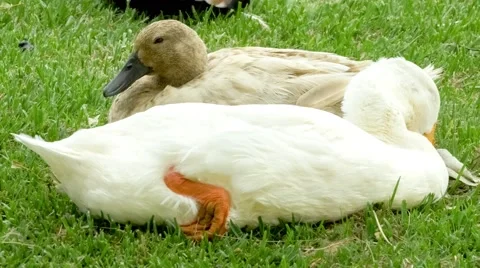 Mottled Feet Stock Videos – Royalty-Free HD & 4K Videos