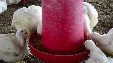 Closeup of white fowls / hens eating gra... | Stock Video | Pond5
