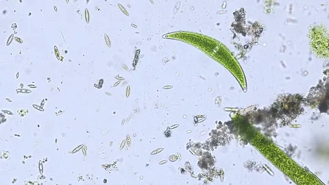 Algae Microscope Stock Footage ~ Royalty Free Stock Videos | Pond5