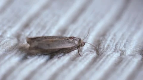 Clothes Moths Larvae Stock Videos – Royalty-Free HD & 4K Videos