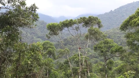 Cloud Forest Rainforest Jungle Habitat a... | Stock Video | Pond5