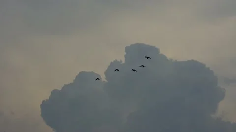 Gay0Day Video Download Stock Videos – Royalty-Free HD & 4K Videos