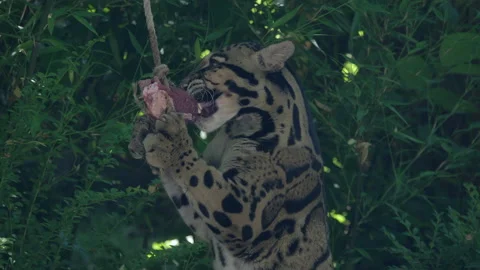 Clouded Leopard Stock Footage ~ Royalty Free Stock Videos | Pond5