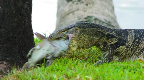 Clouded monitor lizard eating fish Mediu... | Stock Video | Pond5