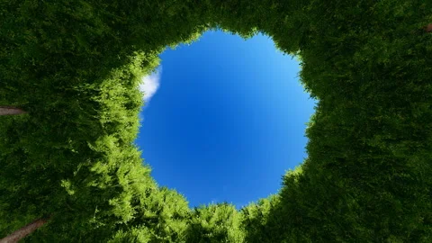 Running Tree Stock Videos – Royalty-Free HD & 4K Videos | Pond5