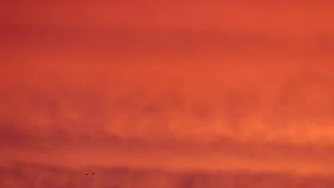 Bird Flying Template Stock Videos – Royalty-Free HD & 4K Videos | Page 2