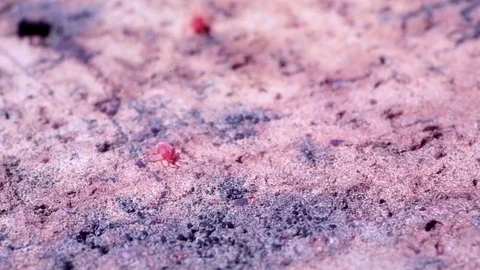Clover mites mite tiny red bugs | Stock Video | Pond5