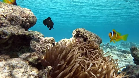 Clown fish -Nemo fish and The Anemone ... | Stock Video | Pond5