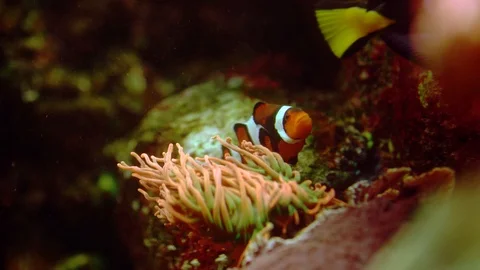 Clown Fish Swimming Around The Sea Anemo... | Stock Video | Pond5