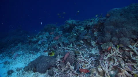 Clown Channel Stock Videos – Royalty-Free HD & 4K Videos