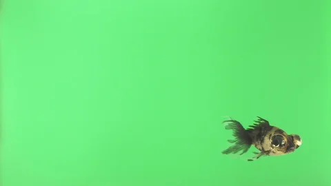 Clumsy funny fish. Isolated green screen... | Stock Video | Pond5